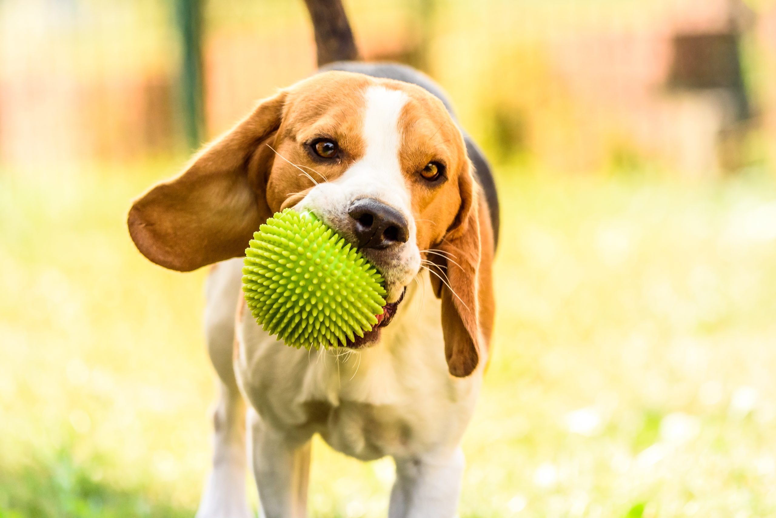 How Do I Keep My Dog Healthy How Do I Keep My Dog Healthy