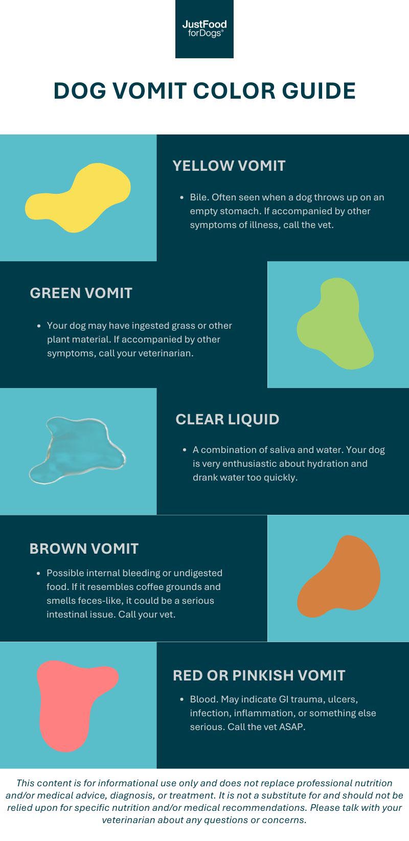 Dog Vomit Color Guide (with Infographic)